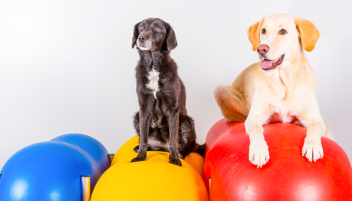 Canine Core Strengthening Exercises: Paring Down to the Canine Core