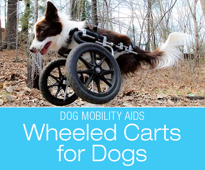 Canine Wheeled Carts: Mobility Aids - Wheelchairs for Dogs