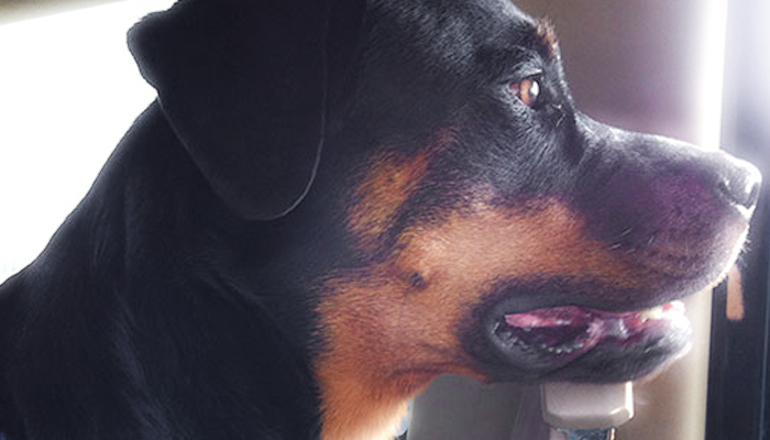 Bilious Vomiting Syndrome in Dogs: Too Much Stomach Bile?