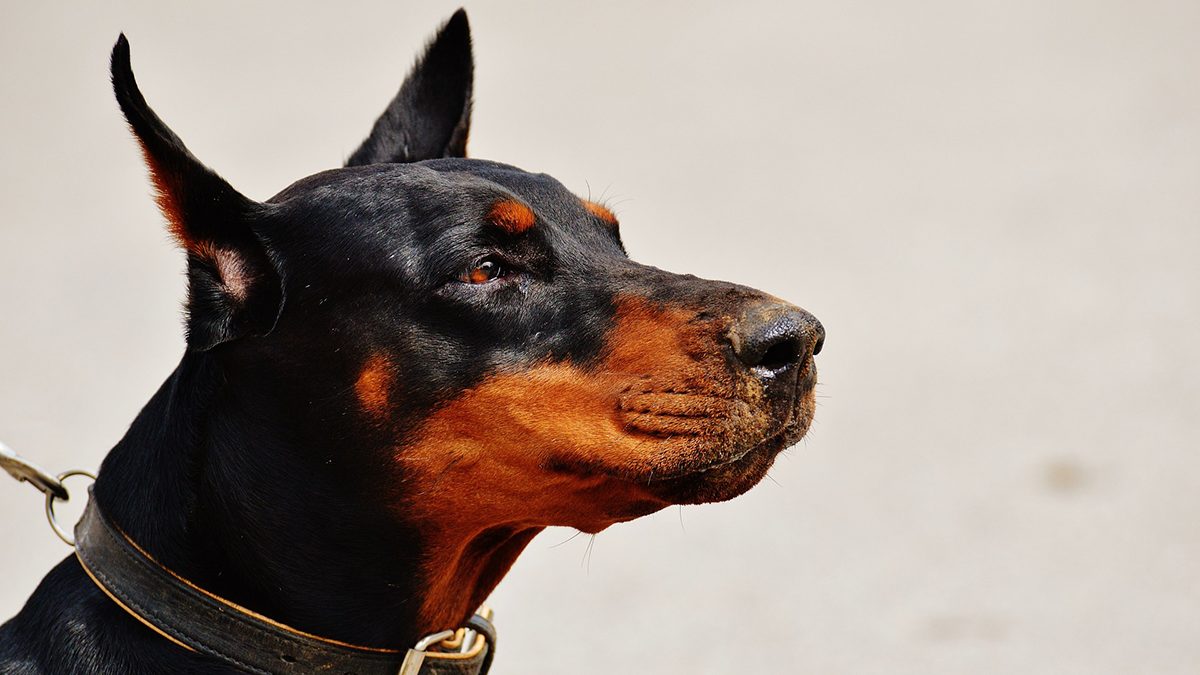 Abdominal Distention in Dogs: Swollen Abdomen Might Be an Emergency.