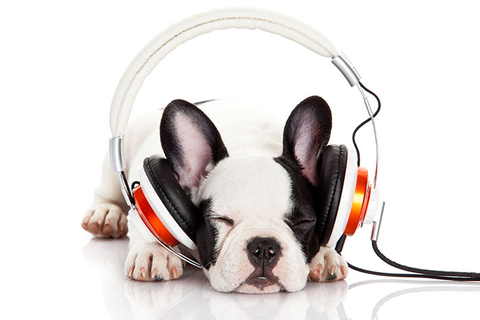 Music Therapy for Dogs: The Role in Dog's Health and Happiness