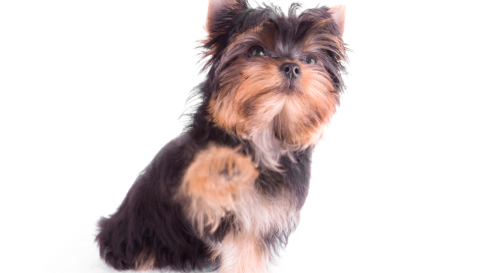 Why Is My Dog Limping? Symptoms To Watch For In Your Dog