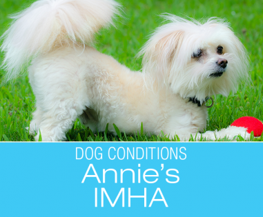 Immune-Mediated Hemolytic Anemia: Annie's Lost Battle with IMHA