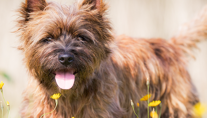 Interdigital Cyst in a Dog: Tuffers' Pododermatitis