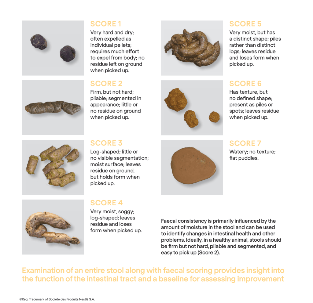 Diarrhea/Runny Stools in Dogs: Why Is My Dog's Poop Runny?